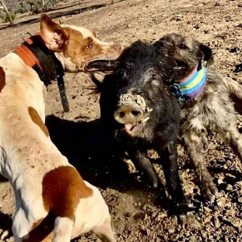 Custom RIP Collar - Buck and Boar