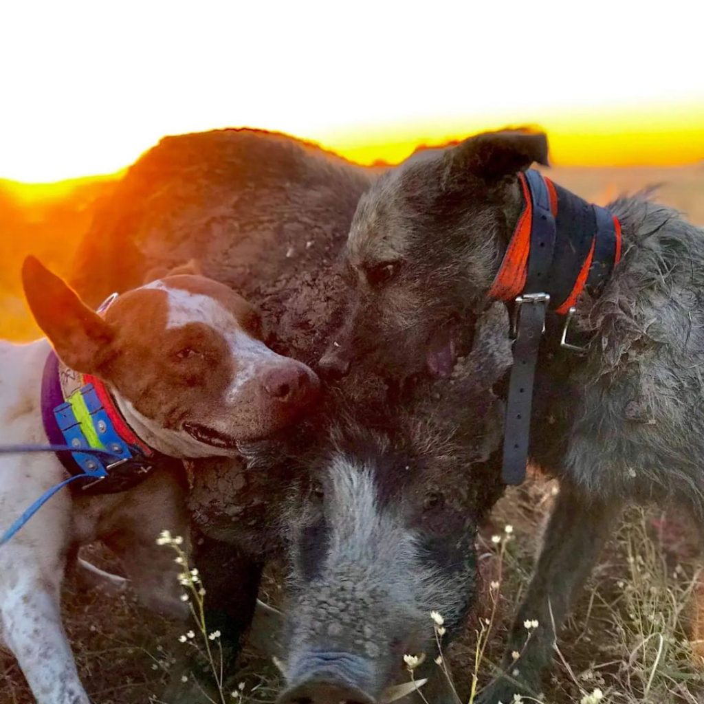 Custom RIP Collar - Buck and Boar